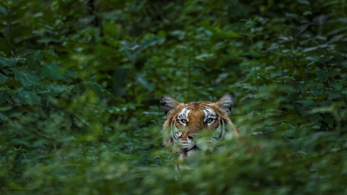 Youth who went missing in Sathyamangalam Tiger Reserve, found - The Hindu
