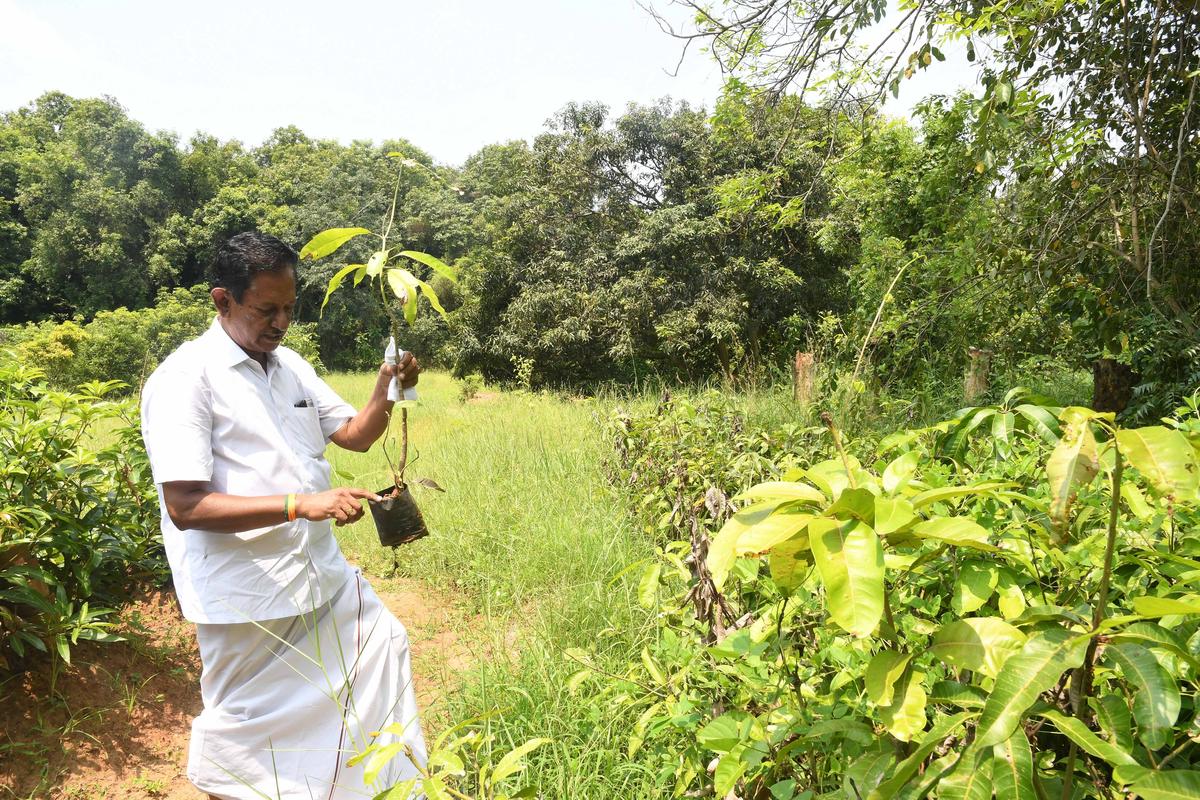 Mangoes in Tamil Nadu hit by excessive heat, but farmers hopeful - The ...