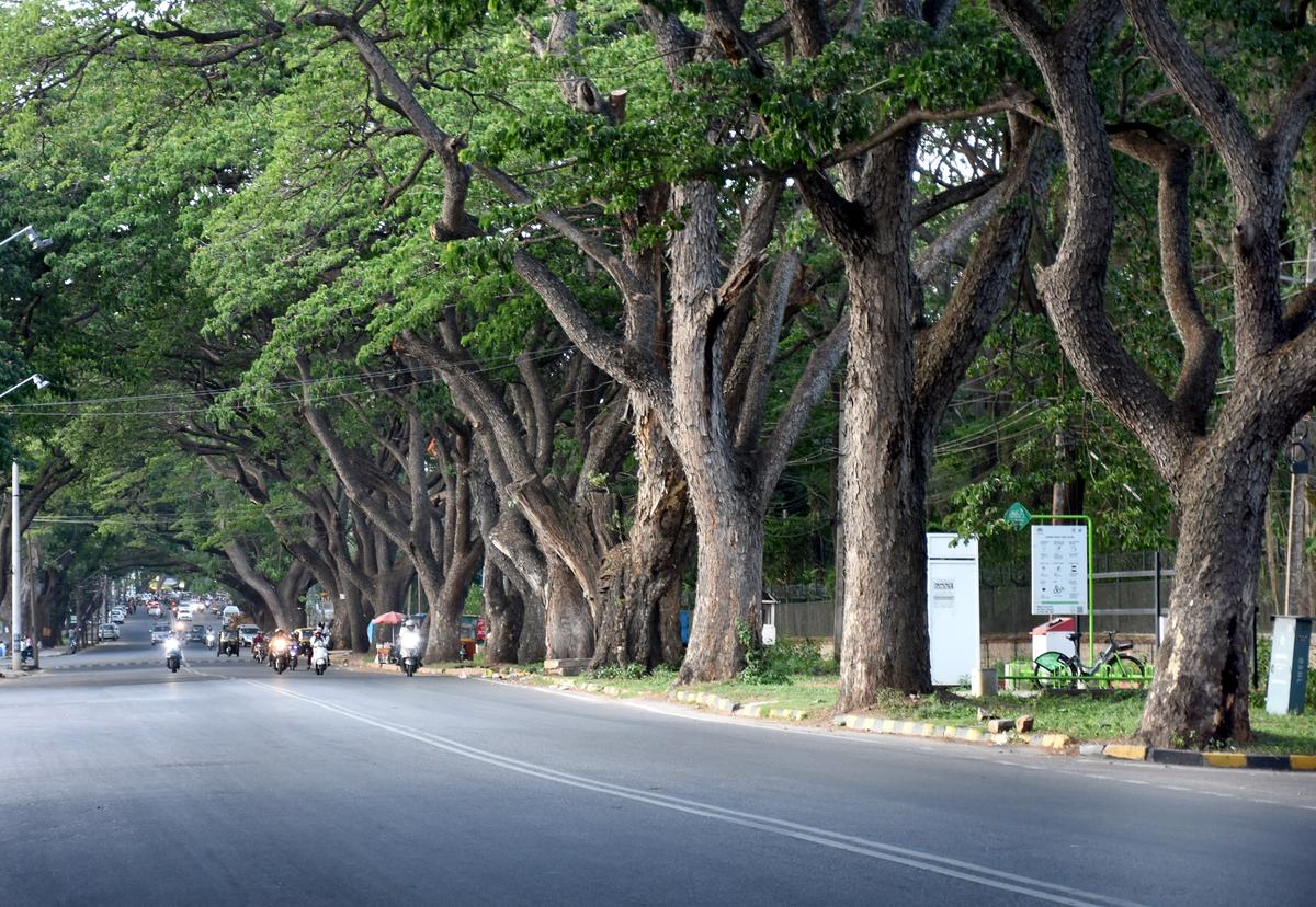 mysore trees