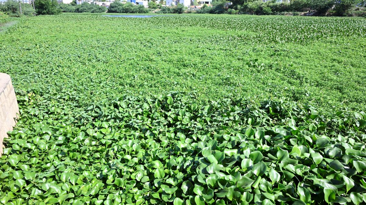 Farmers urge PWD to remove weeds from water spread area of Perumpallam ...