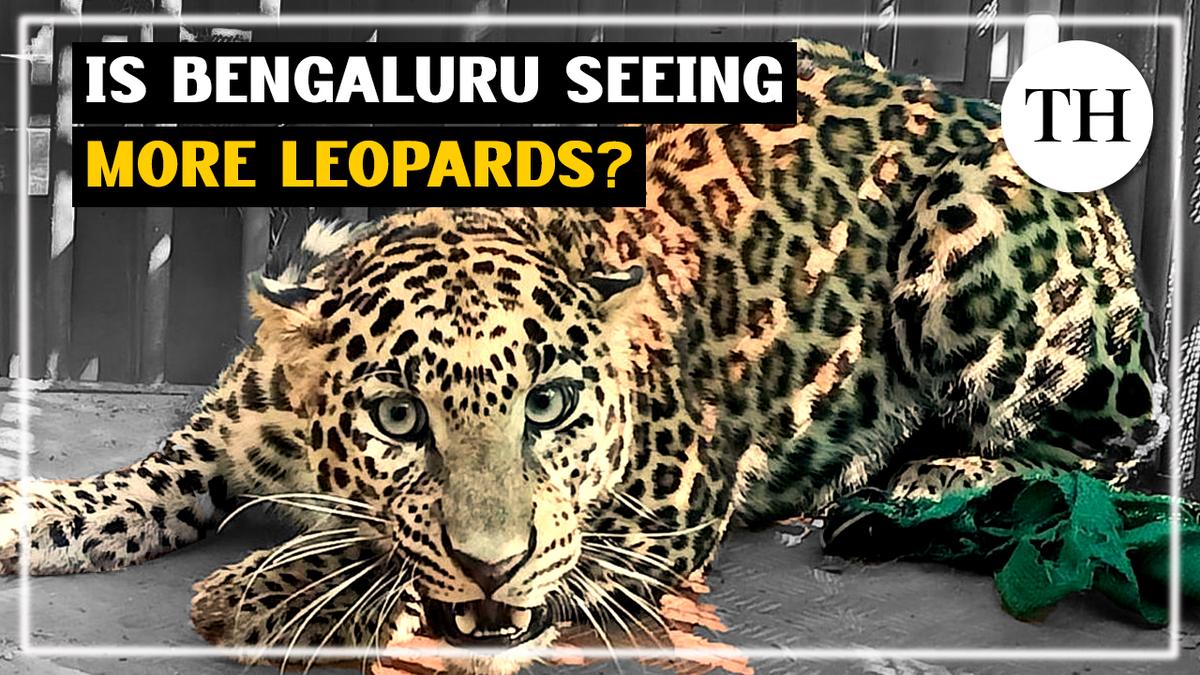 Watch: Is Bengaluru seeing more leopards? - The Hindu
