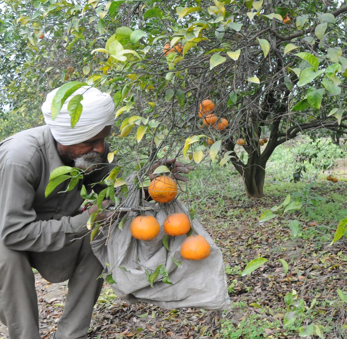 Prepare to pay more for kinnows in this winter - The Hindu