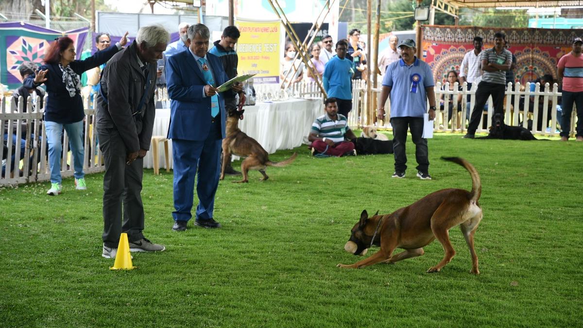 Ooty dog show begins - The Hindu