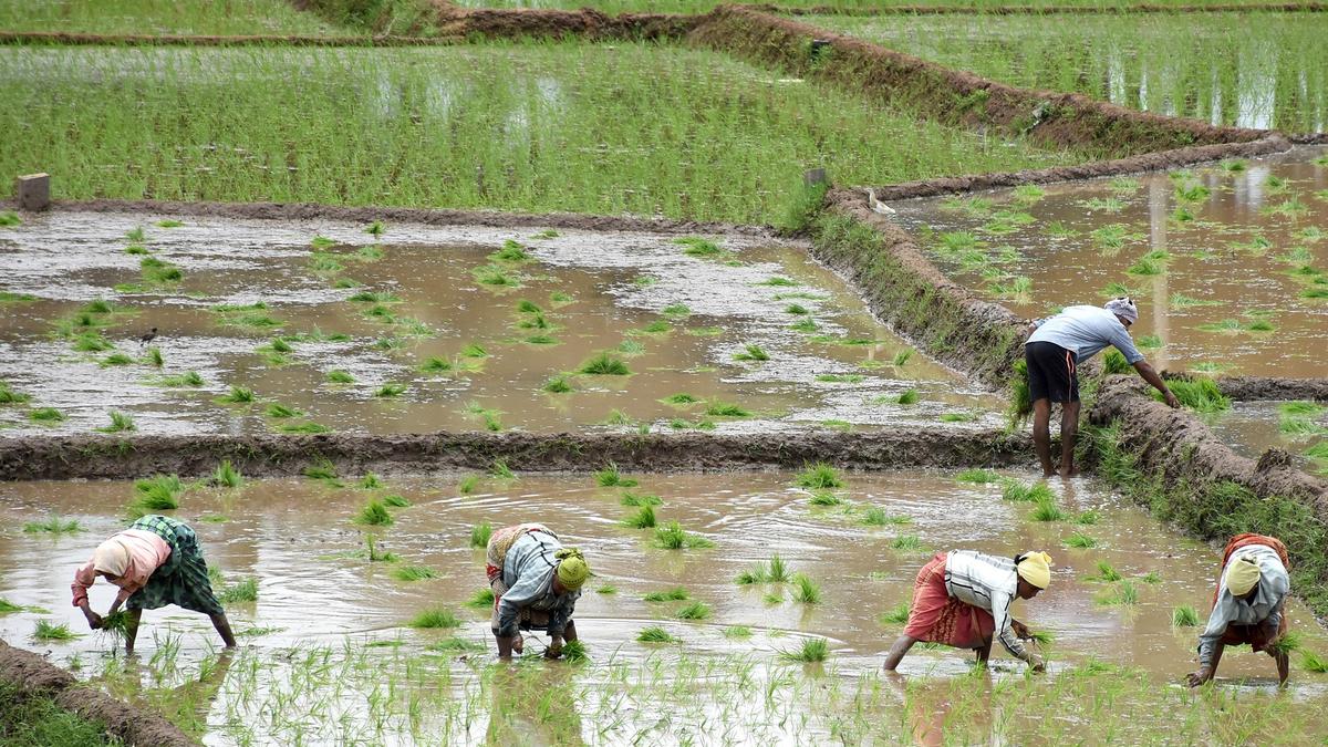 Area under rabi crops likely to increase by 15% in Karnataka - The Hindu