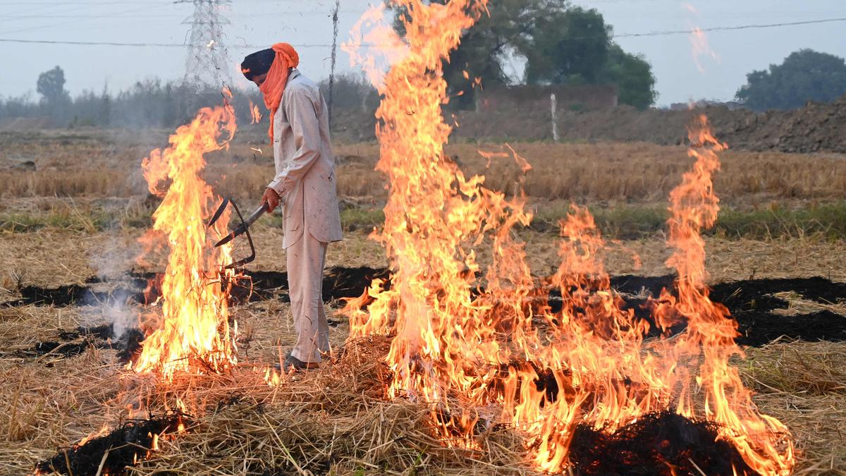 Fodder shortage: Punjab to provide paddy straw to Kerala - The Hindu