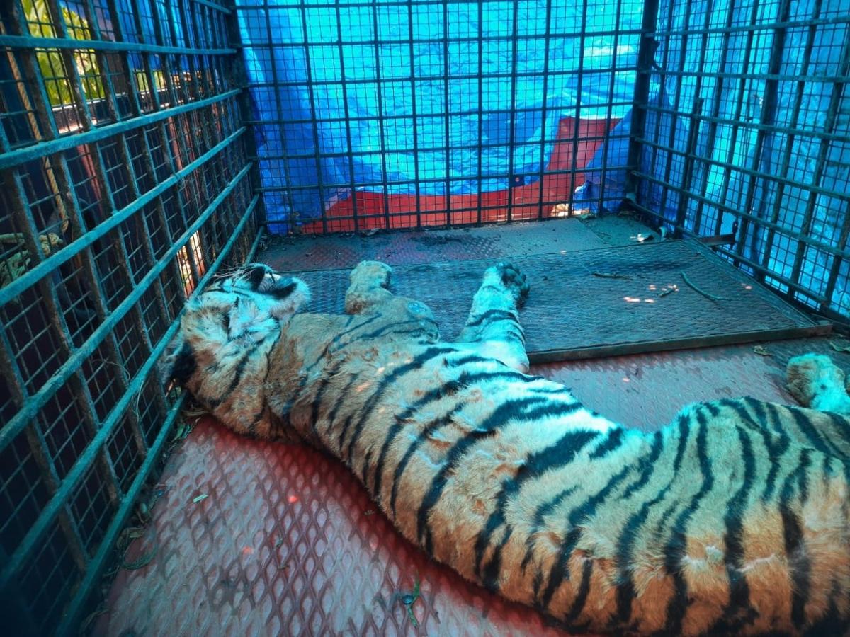 tiger attack mananthavady