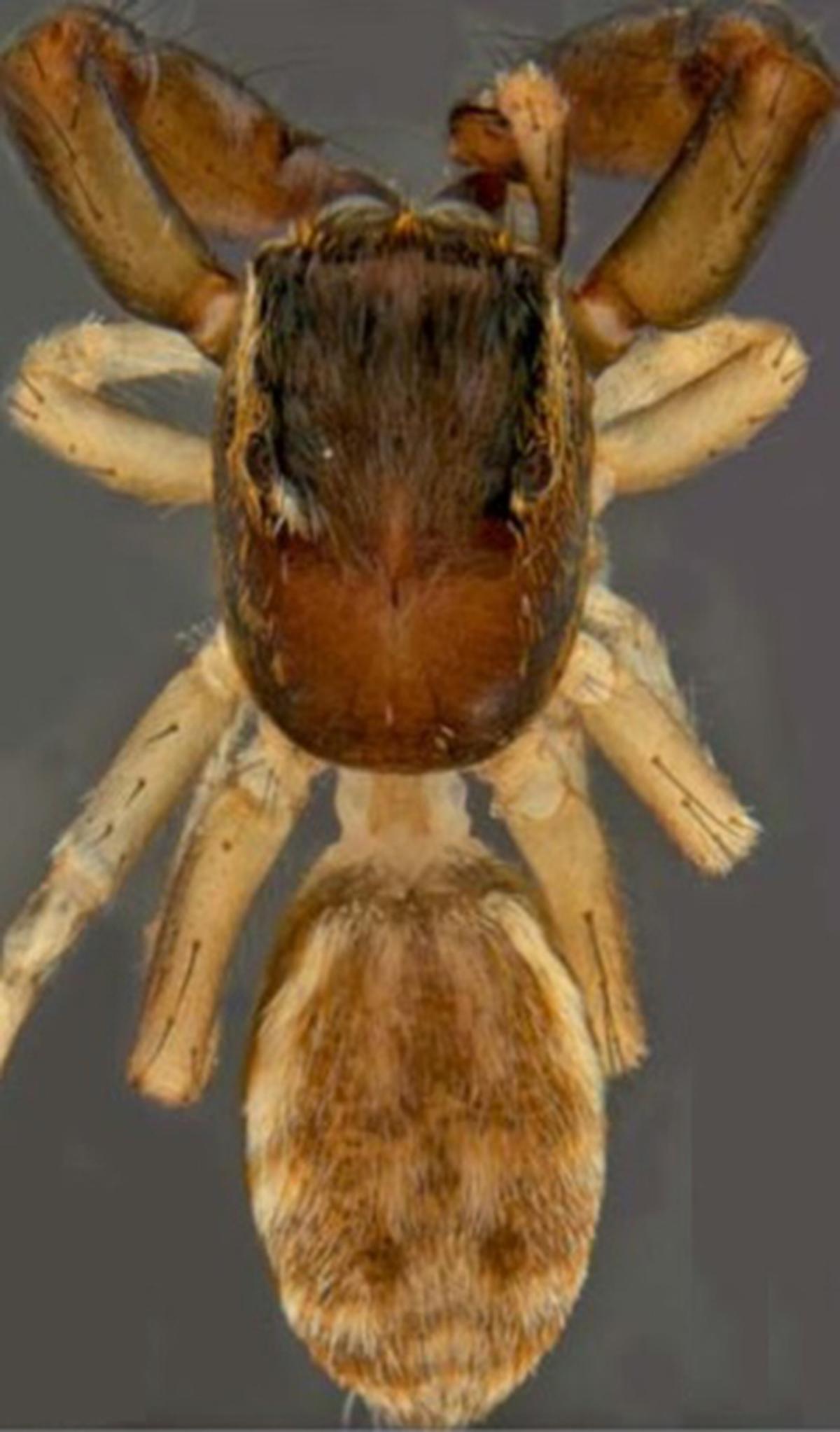 Two jumping spider species discovered from Kerala, Tamil Nadu - The Hindu