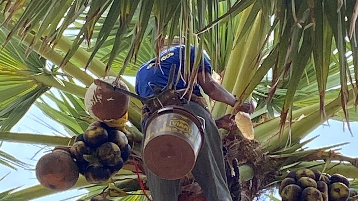 Try ‘neera’, the nectar from palm trees - The Hindu