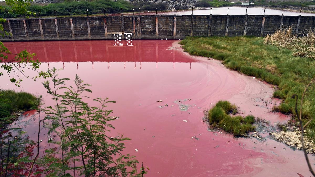 Appearance of pink water in parts of Pallikaranai marshland causes ...