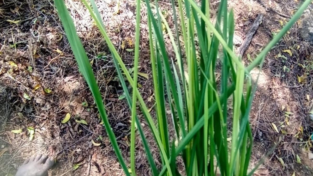 Paddy crops facing pest attack in Rajapalayam region - The Hindu