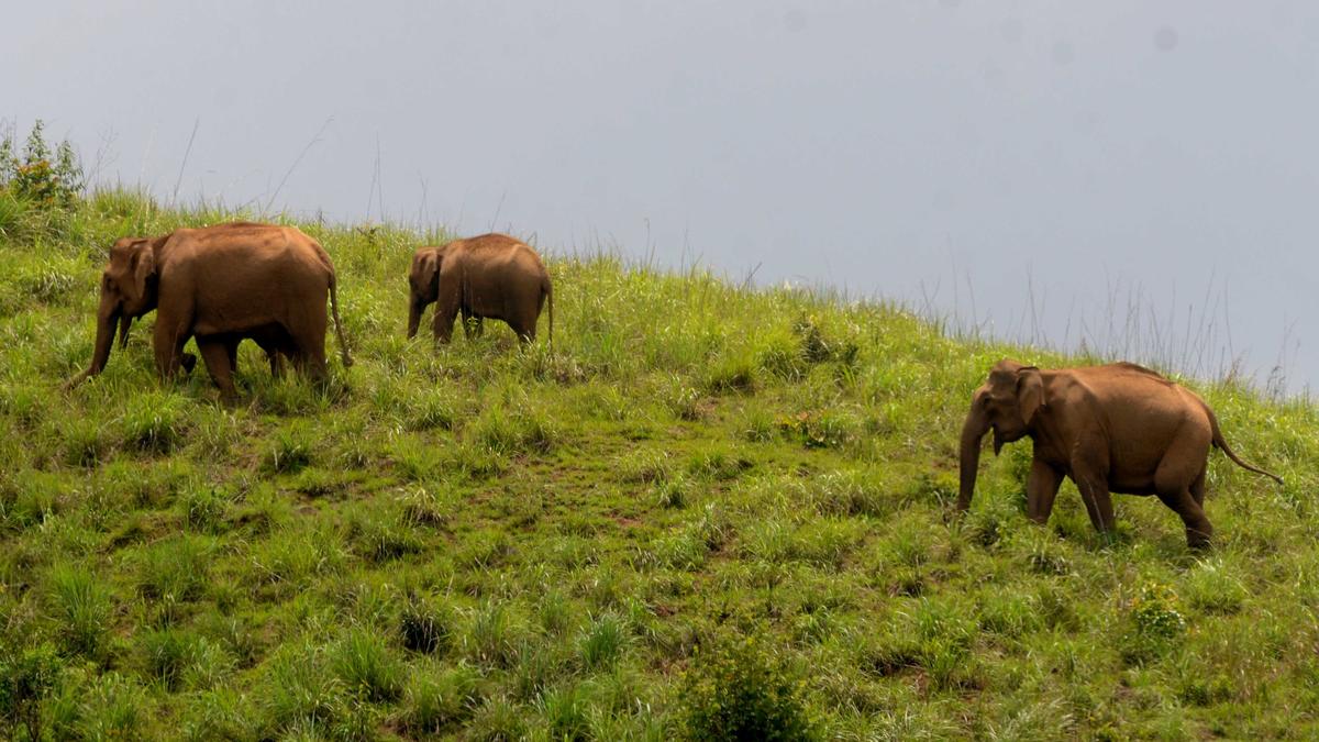 Panel formed to study negative human-elephant interactions in Gudalur ...