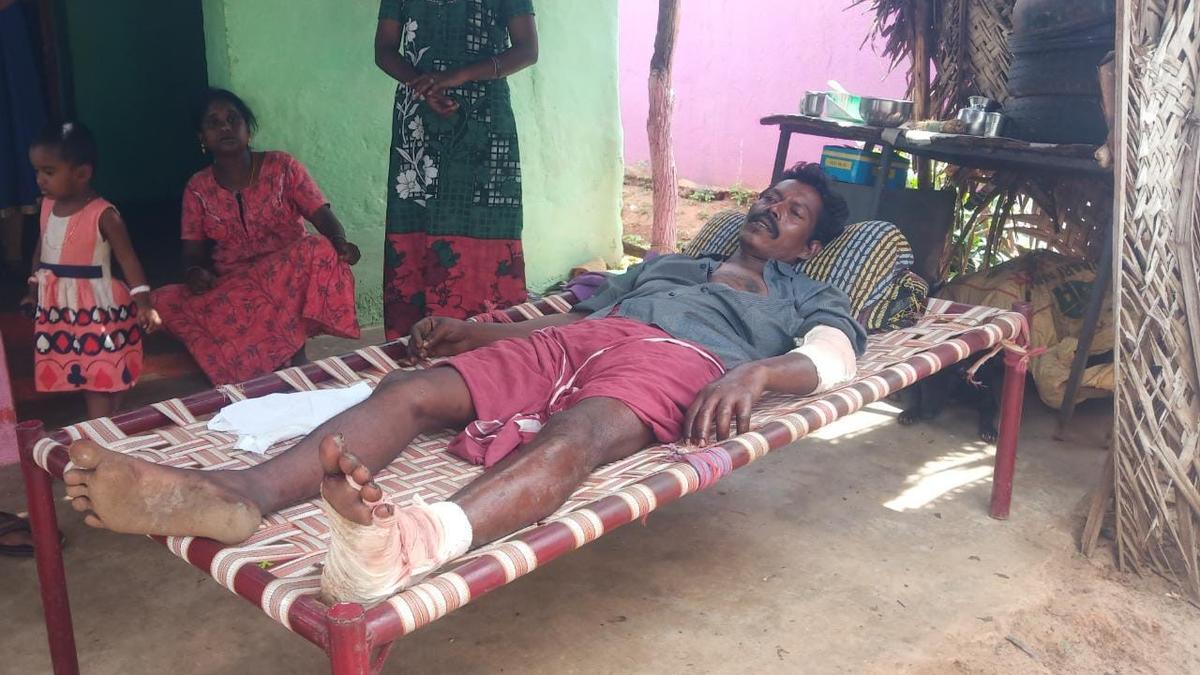 Man injured in elephant attack near Coimbatore - The Hindu