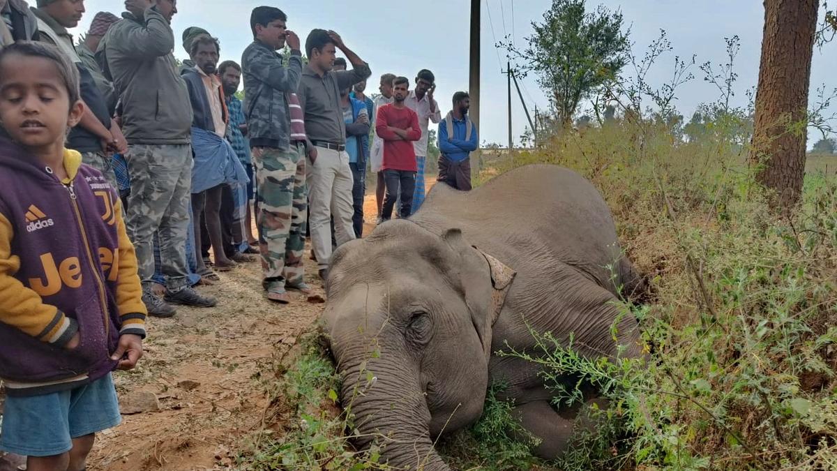 Elephant electrocuted - The Hindu