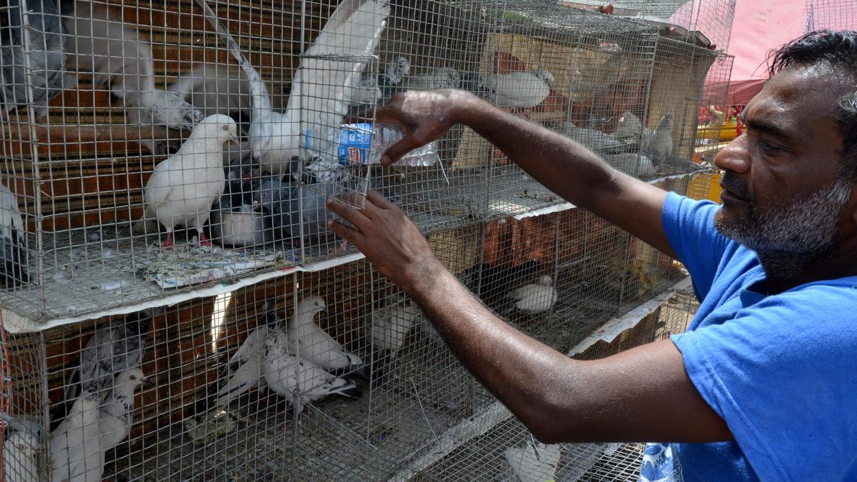 Caged, crammed in boxes, birds desperate for air - The Hindu