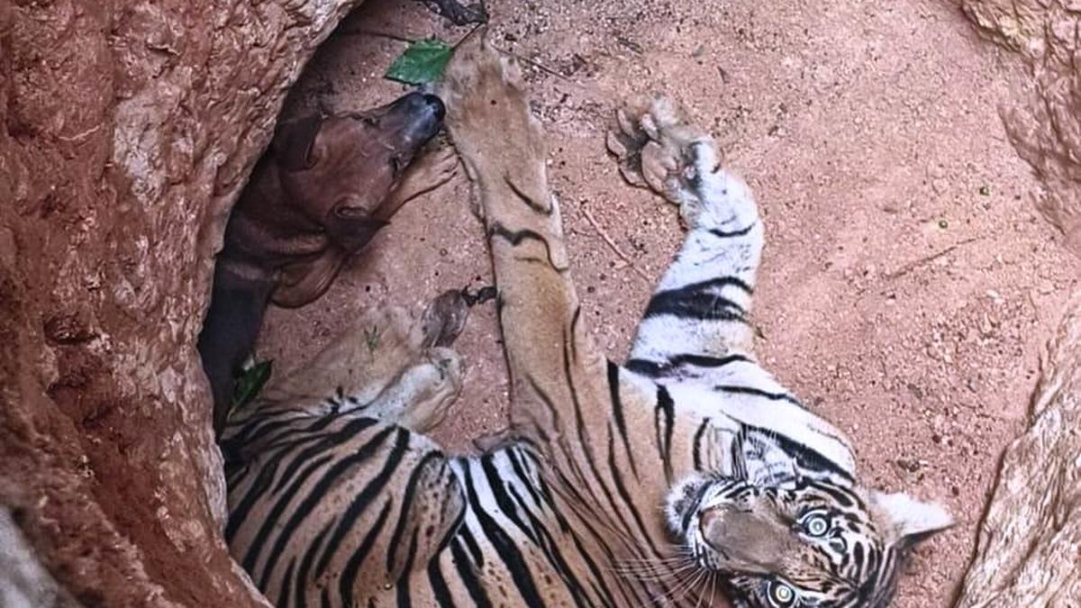 Tiger and dog trapped in pit in Idukki, rescued - The Hindu