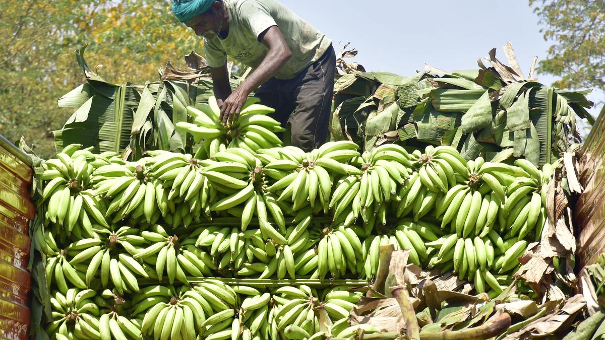 Harvest of nendran variety of banana begins in Tiruchi - The Hindu