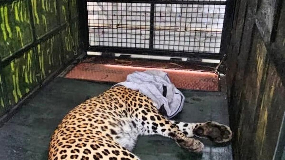 Leopard caught in snare rescued by Forest Dept officials in Chikkamagaluru - The Hindu