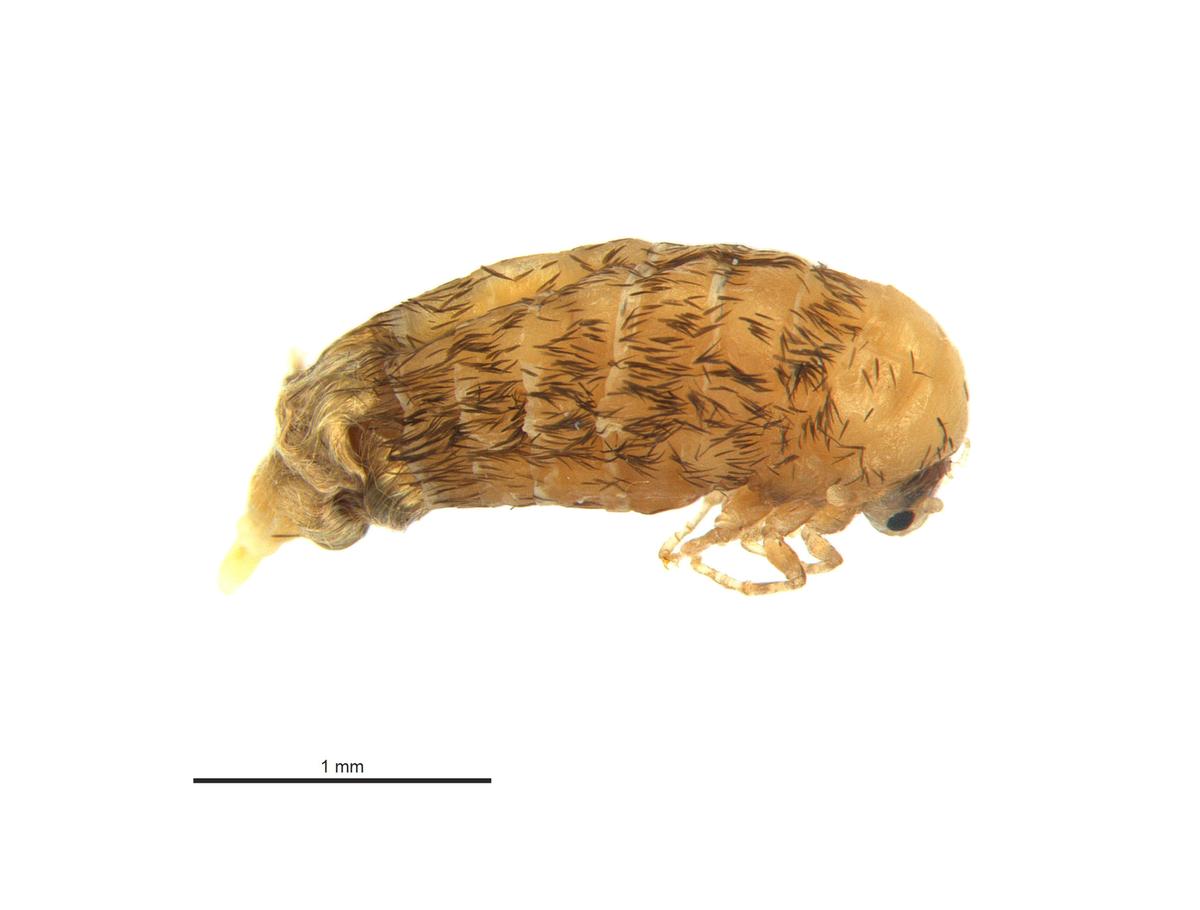 New genus and species of bagworm moth discovered in Kerala - The Hindu