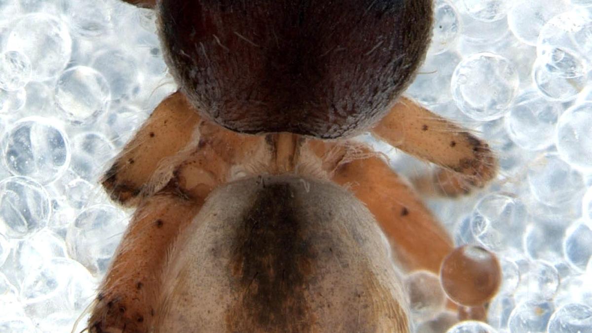 New spider from Thar desert named after Malayali arachnologist - The Hindu