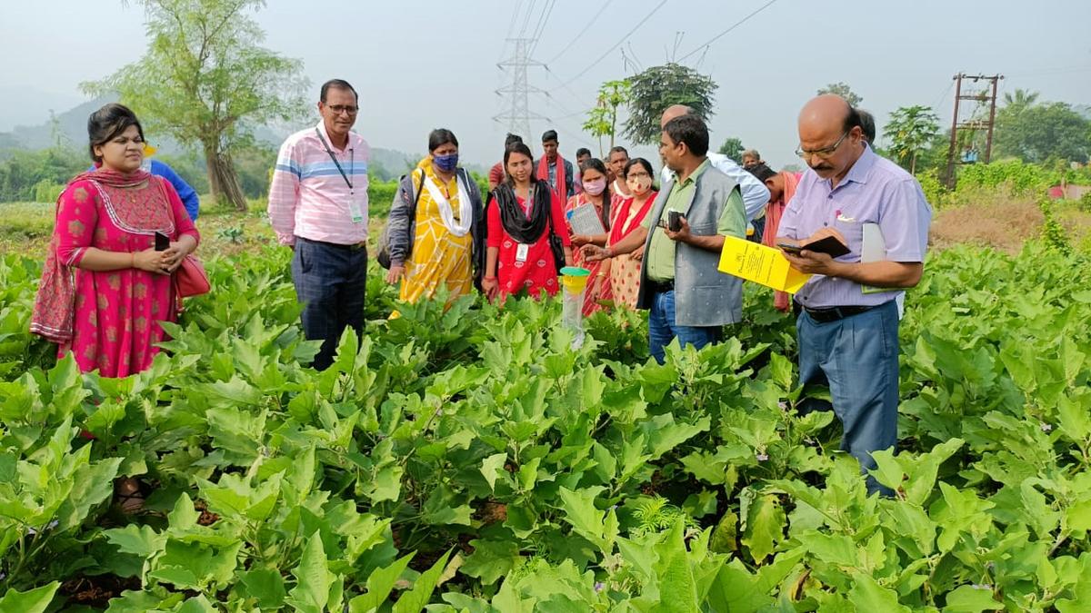 CSIR-IICT take pheromone insect traps to Odisha successfully - The Hindu