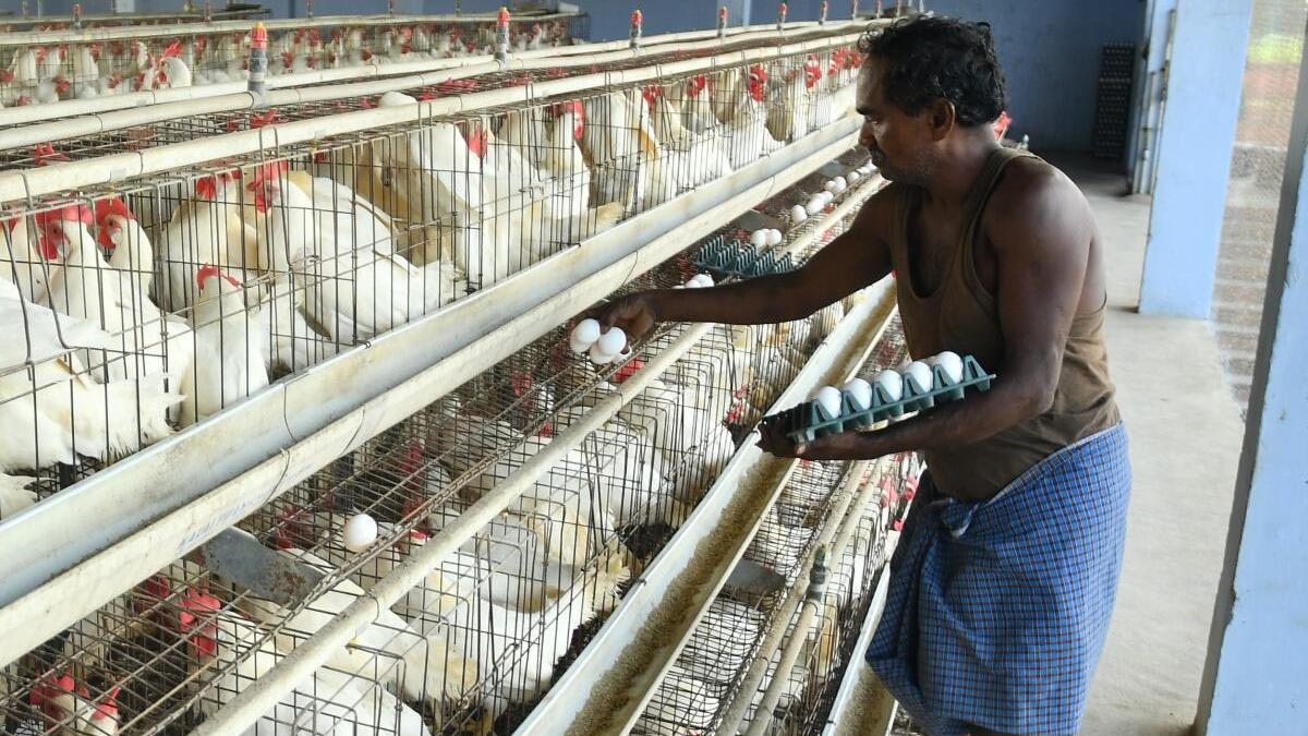 Egg price reduces to ₹5.15 in Namakkal; poultry owners sustain 10 to 15 ...
