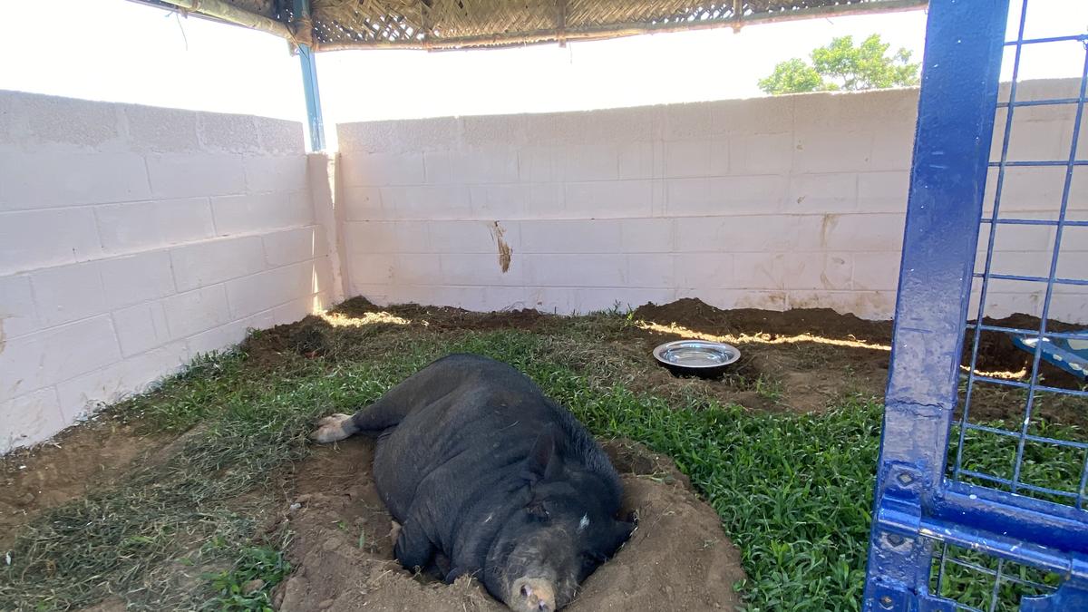 Chennai’s ROA Shelter serves as a dwelling for abandoned senior animals ...