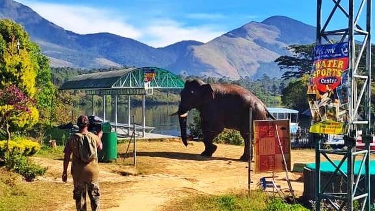 A tusker with a soft spot for jackfruit - The Hindu