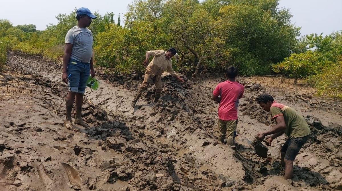 Green Climate Fund to breathe new life into Coringa mangrove ecosystem ...