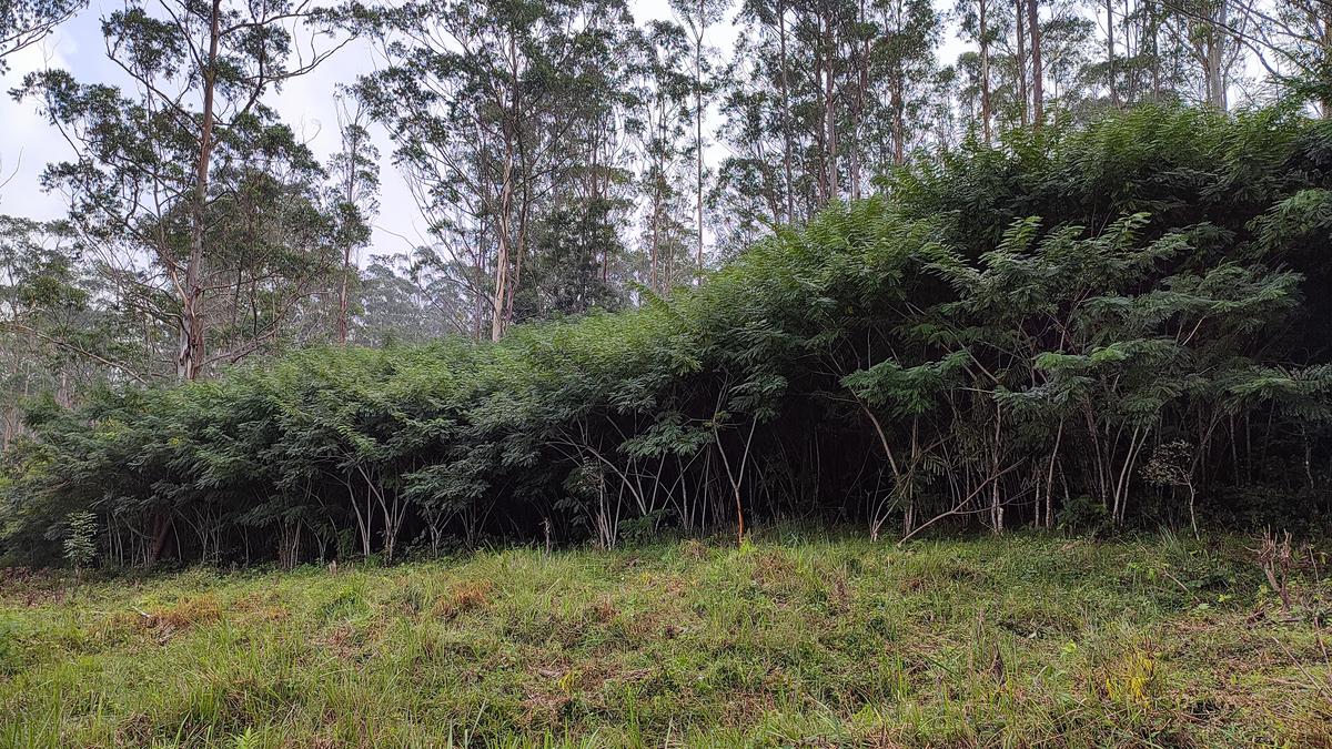 Rapid growth of Senna spectabilis poses serious threat to NBR, says ...