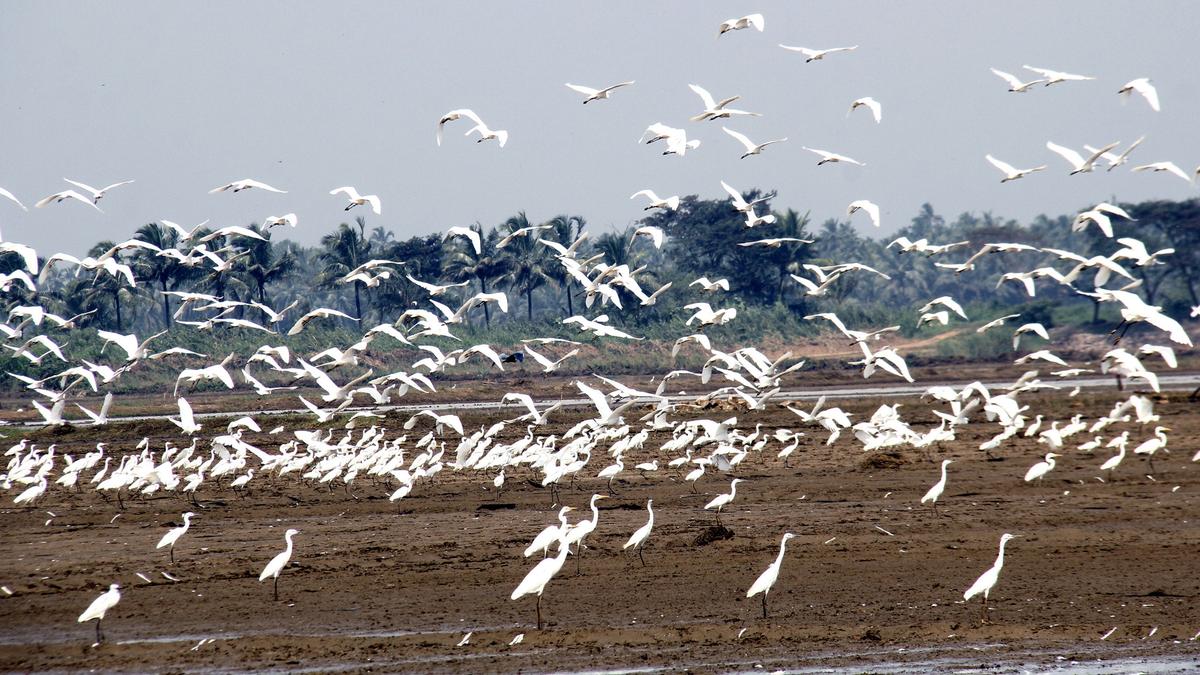 Falling bird count at kole fields rings in alarm - The Hindu