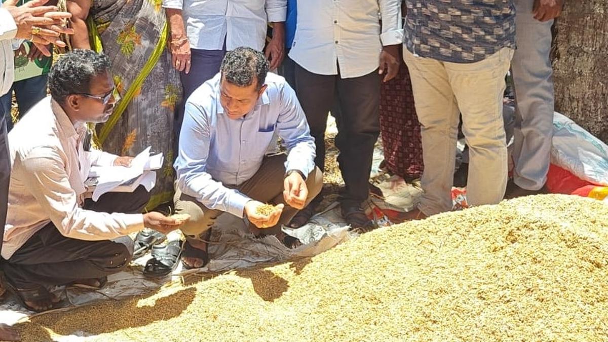 Officials speed up procurement of sprouted paddy in Konaseema district ...