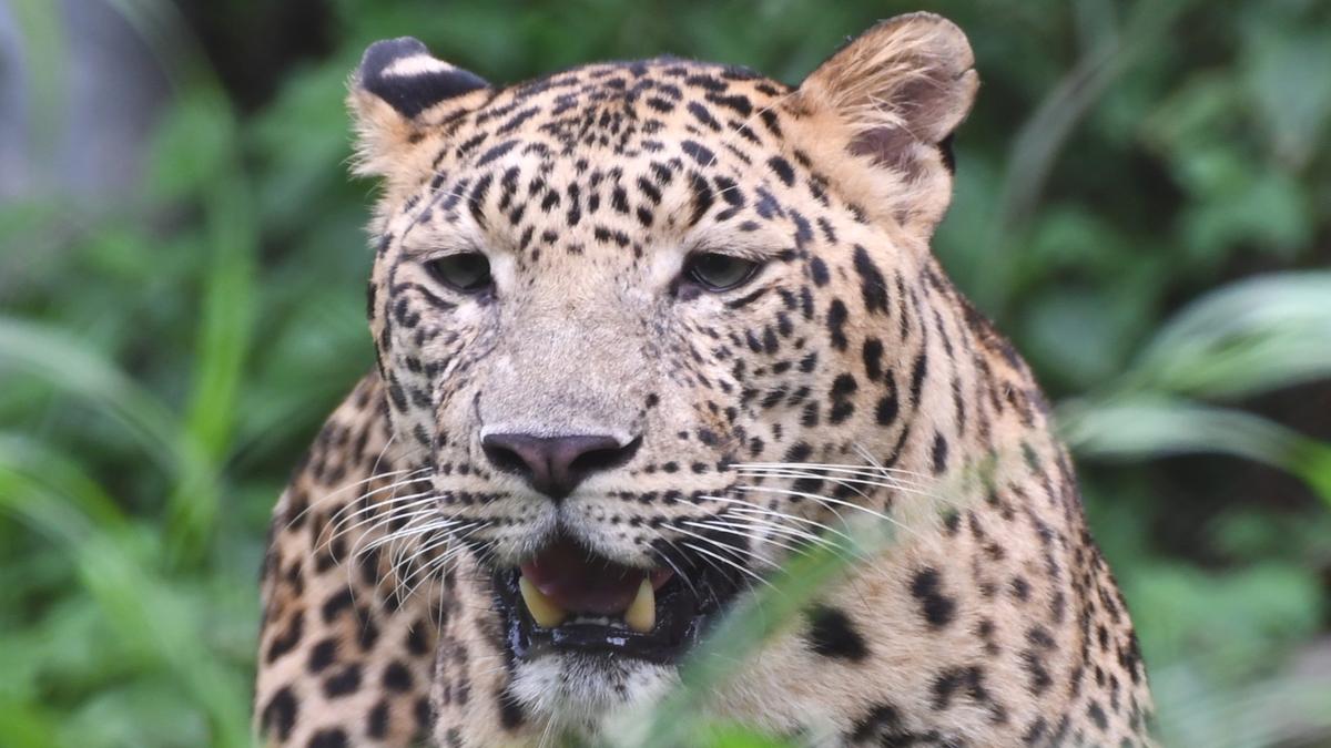 Toddler attacked, killed by leopard at Mumbai’s Aarey colony - The Hindu