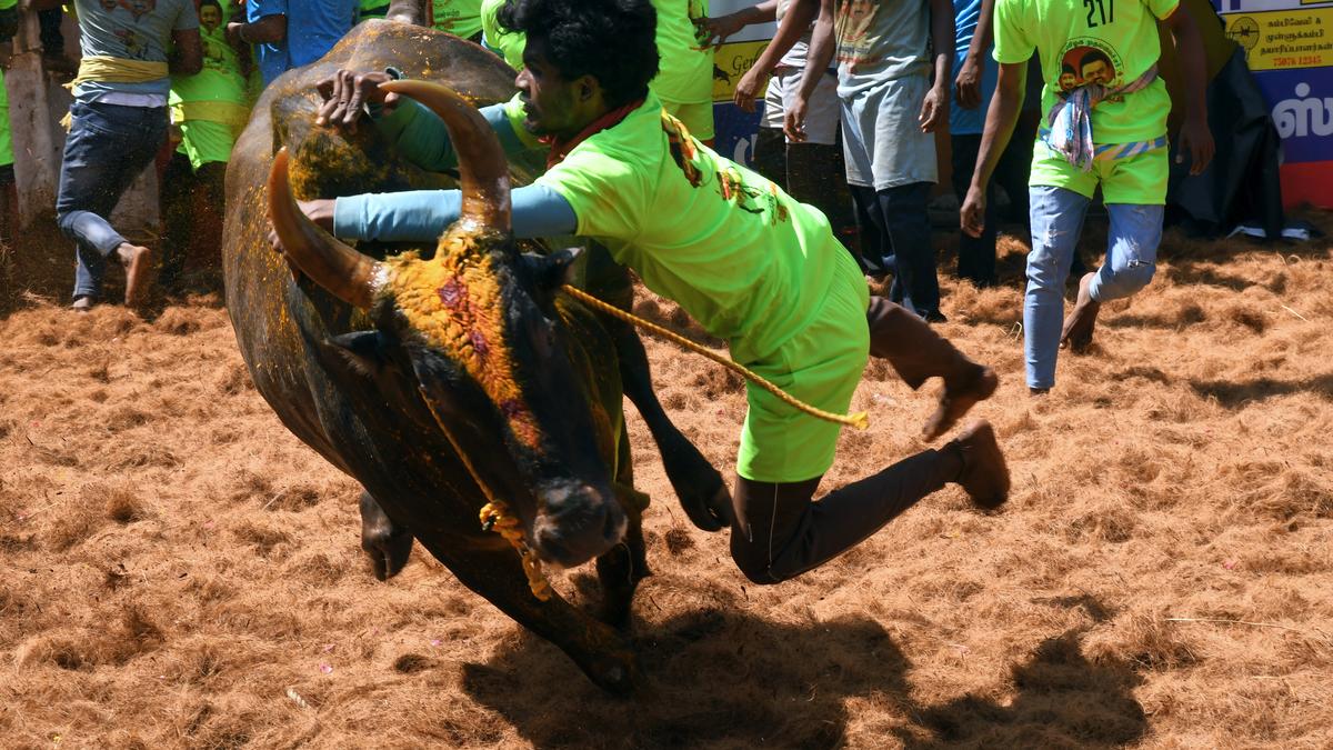What is special about Madurai’s Alanganallur jallikattu? - The Hindu