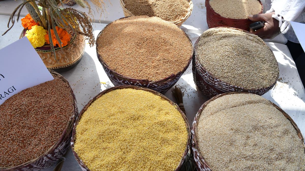 Mysuru Seed Festival to showcase over 250 rare crops - The Hindu