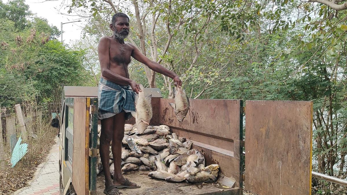 Dead fish found floating in Mugavai oorani - The Hindu