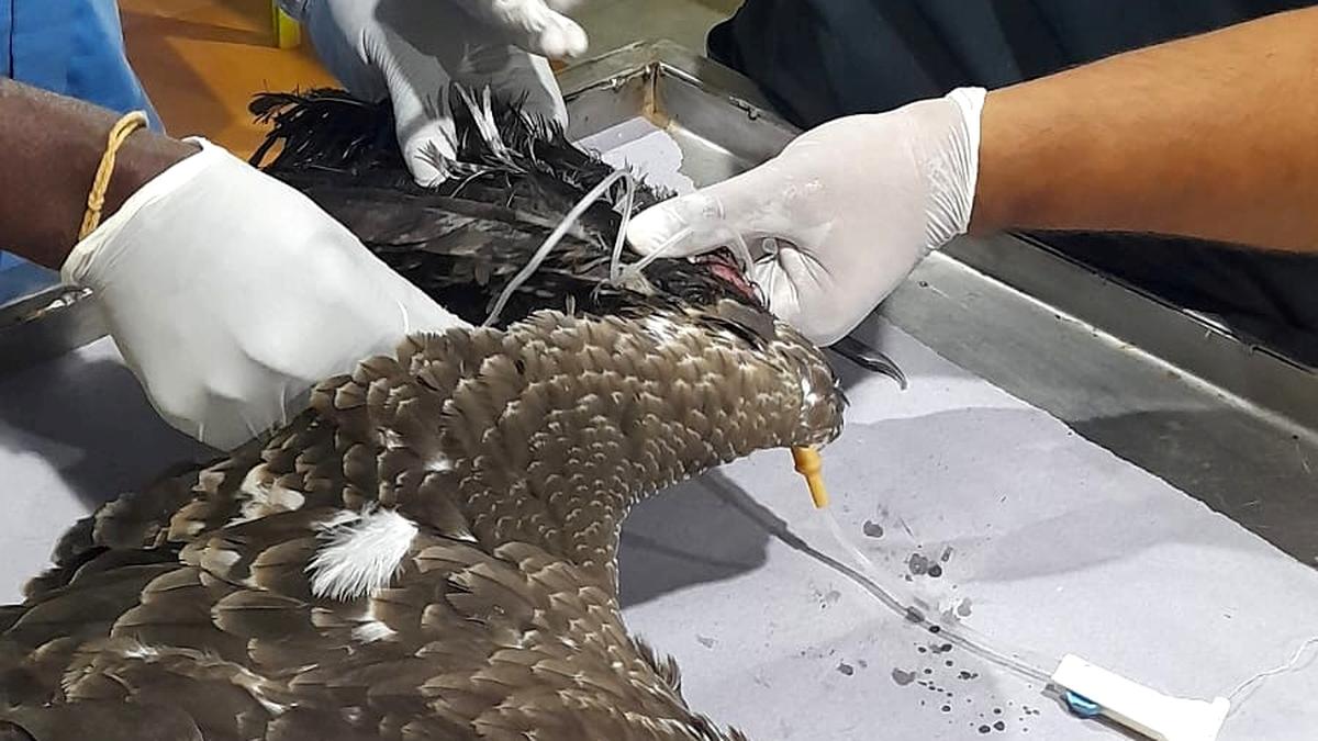 Bird trapped in nylon thread rescued by PFA in Mysuru - The Hindu