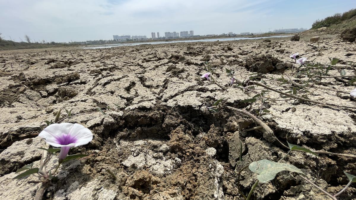 A slip into lake turned this engineer into a conservationist - The Hindu