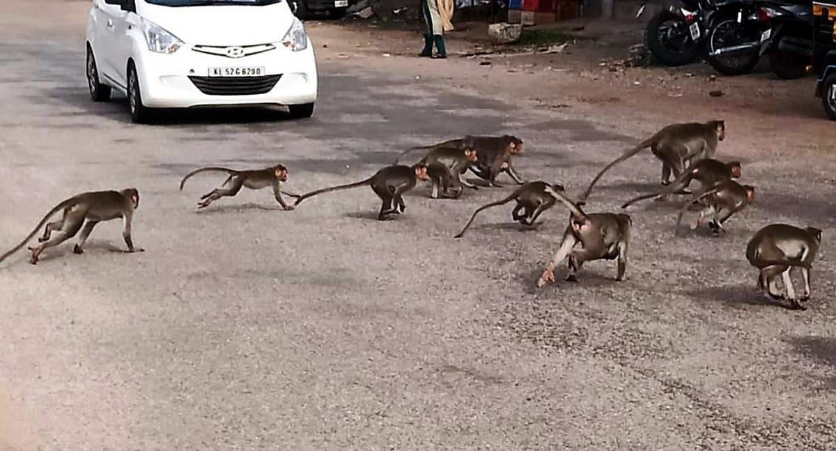 Monkeys go on a rampage in Sasthamcotta - The Hindu