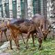 Spotted deer from Coimbatore’s landmark VOC Park Zoo released in the ...