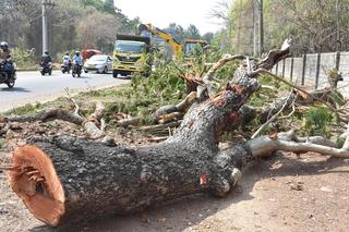 mysore trees cut