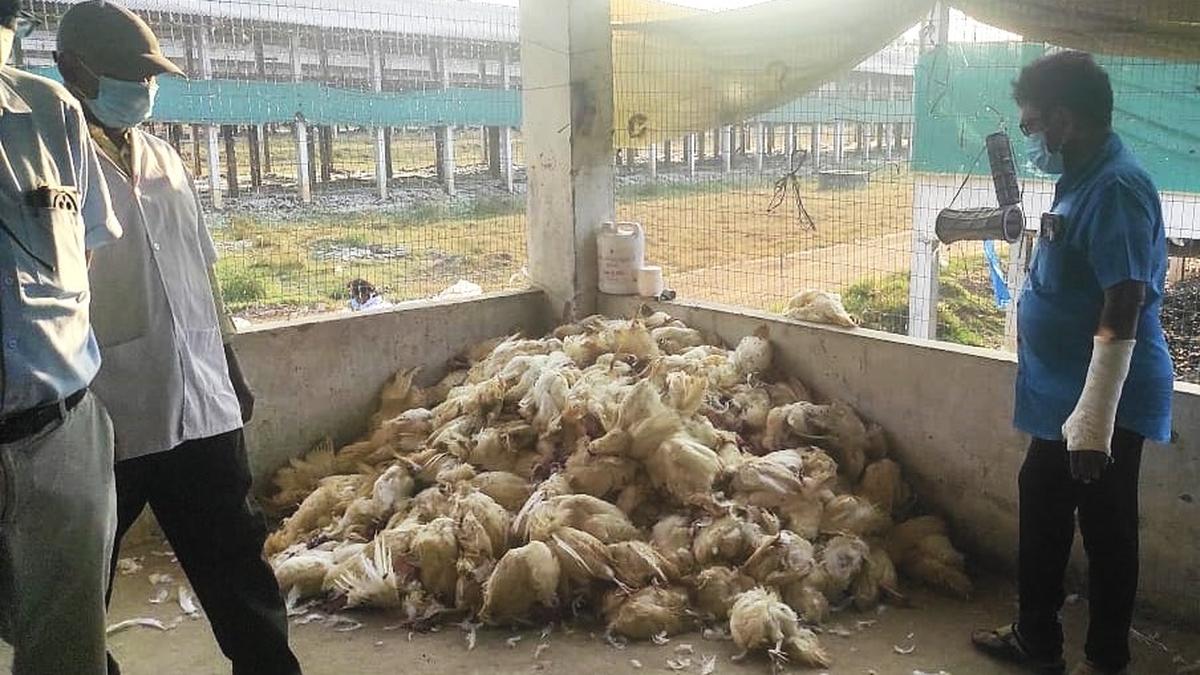 Officials gearing up for mass culling of poultry layers in Godavari ...