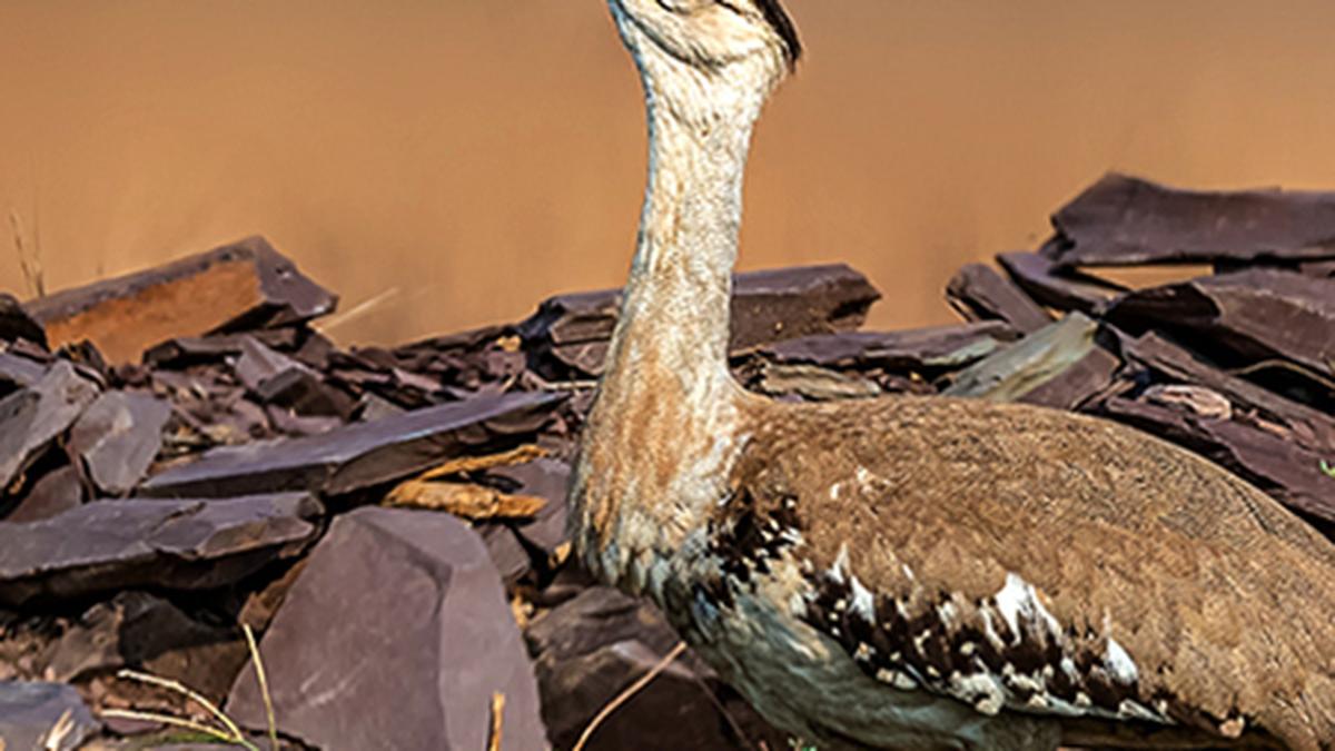 Supreme Court seeks government’s response on evolving ‘Project Great ...