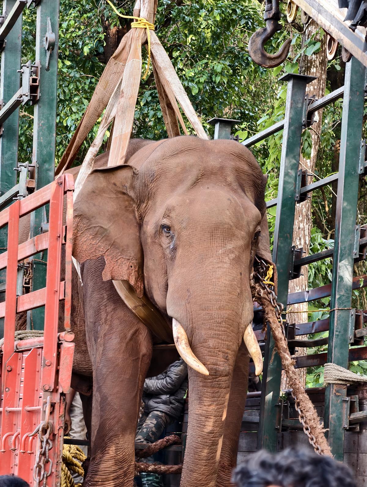 elephant attacks human