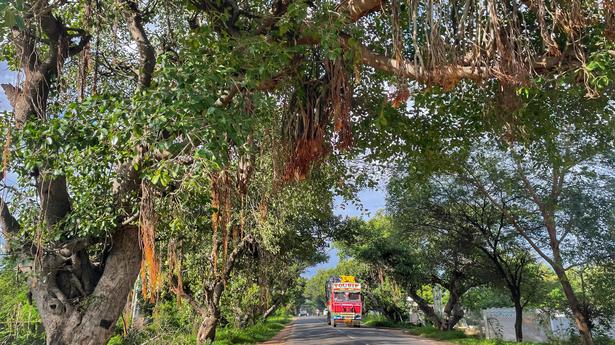 Citizens geo-tag Chevella banyans to save them - The Hindu