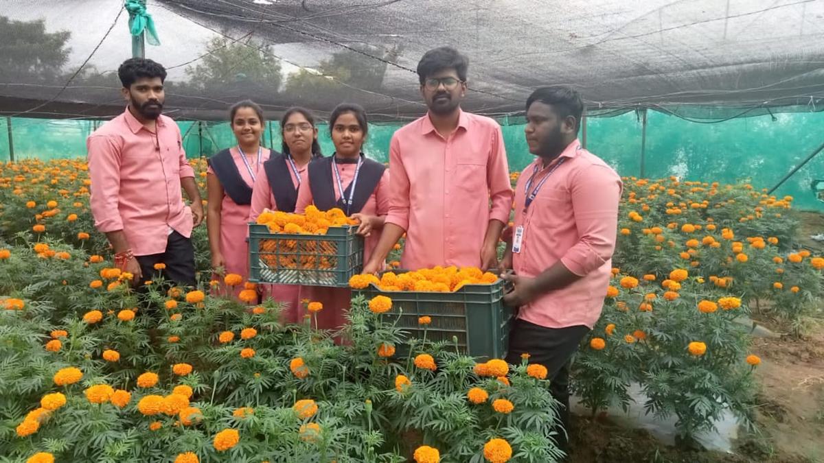 Marigold flowers bloom in the greenhouse at college farm - The Hindu