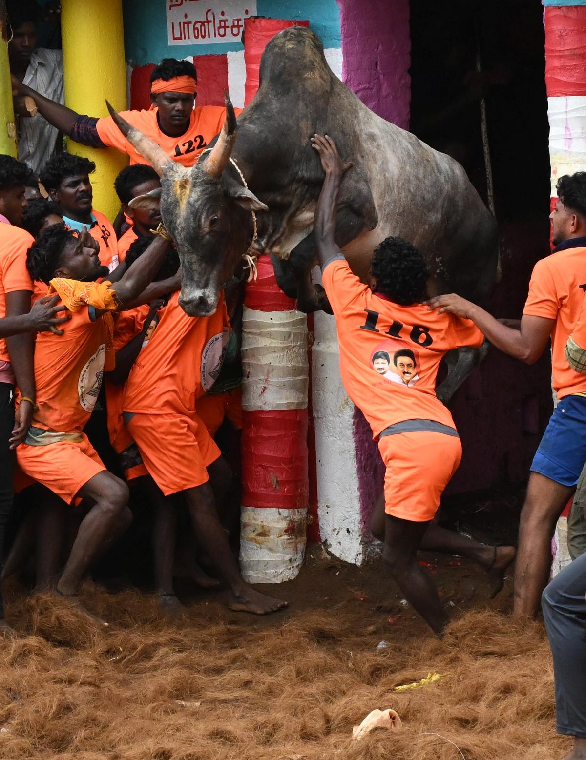 In Pictures: Bulls and bravehearts of Palamedu, Suriyur jallikattu 2025 ...