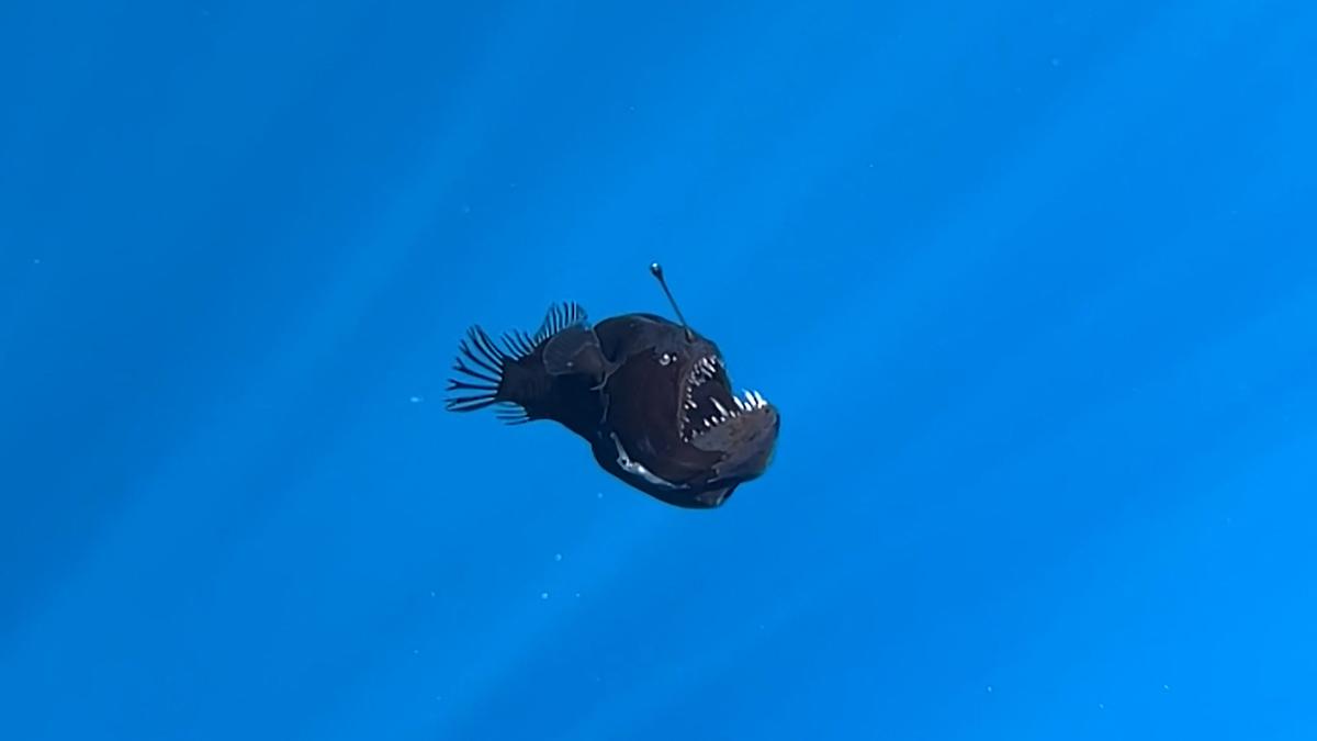 ‘Icarus of the deep’: how a dying anglerfish became a social media ...