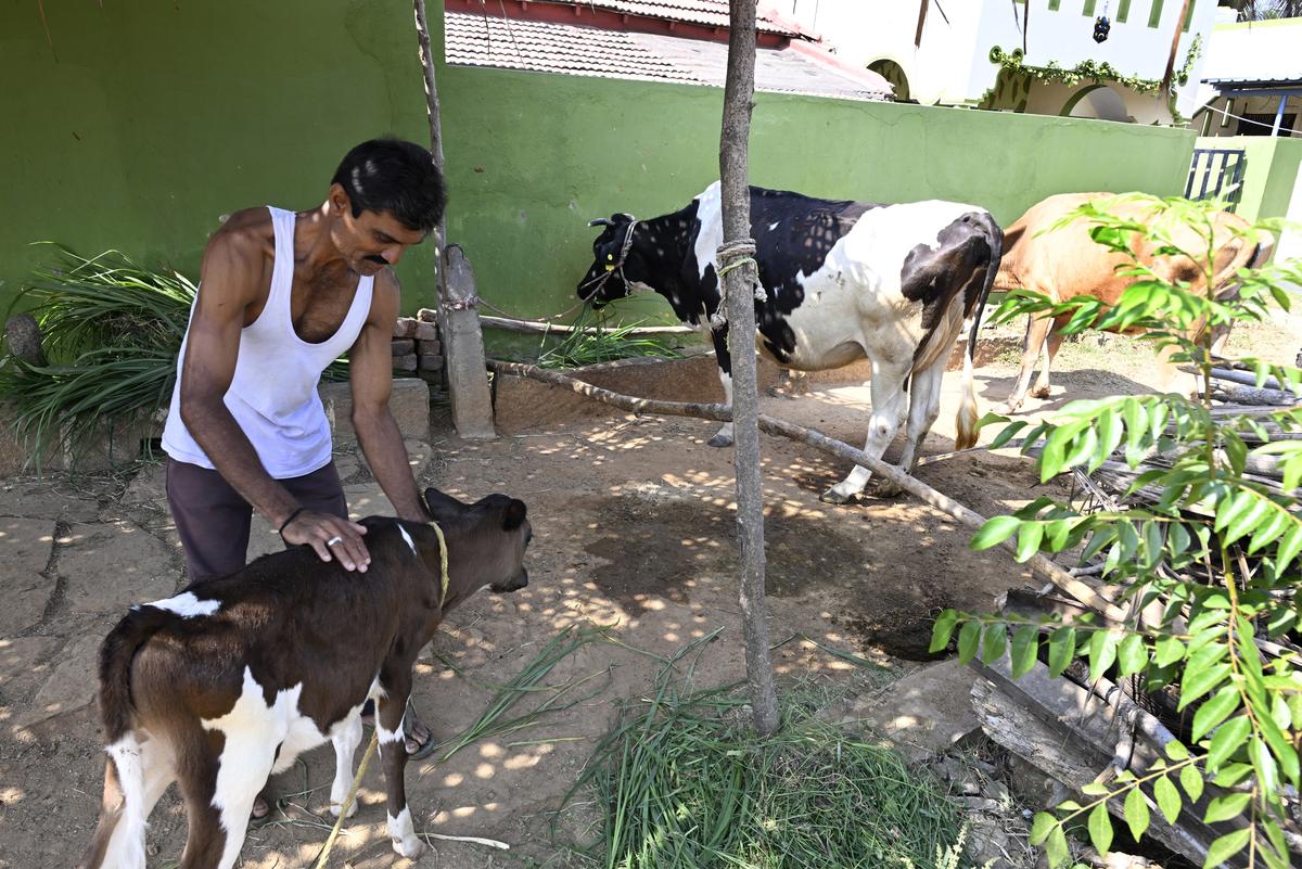 From plenty to parched: Dairy farmers’ struggle for survival in Karnataka - The Hindu