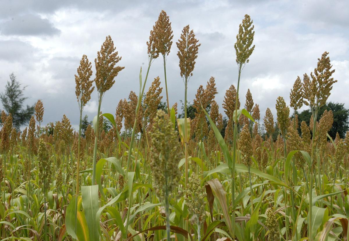 The shrinking hopes of jowar farmers - The Hindu