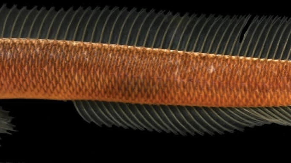 Dragon snakehead facing unique conservation challenge - The Hindu